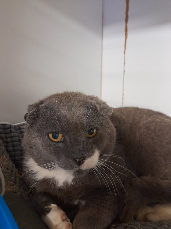 Cats Needing Homes – Suffolk Animal Rescue
