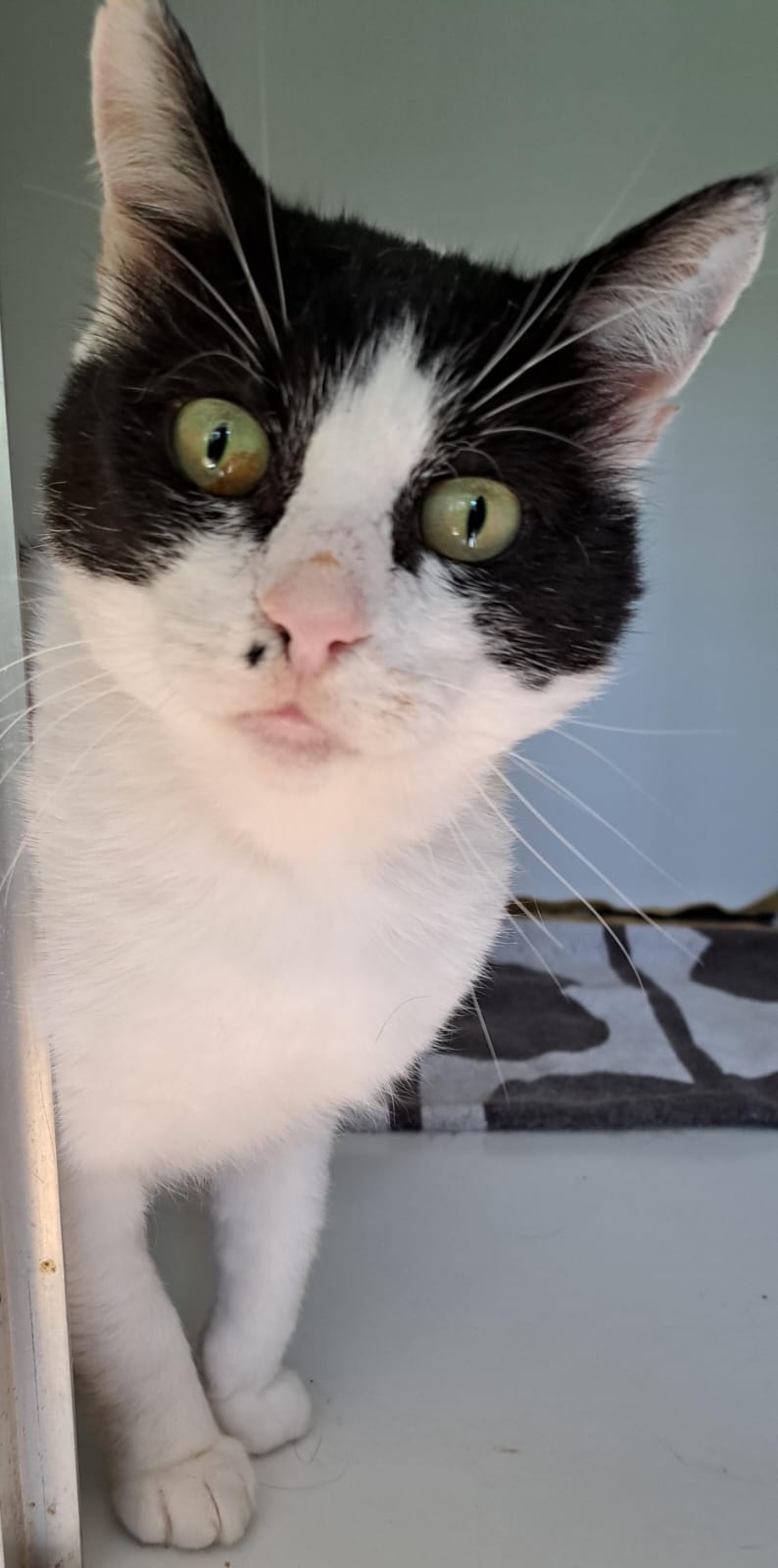 Cats Needing Homes – Suffolk Animal Rescue